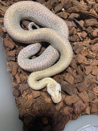 2024 1.0 Hypo Granite 66% Het Albino 66% Het Green Burmese Python by ...