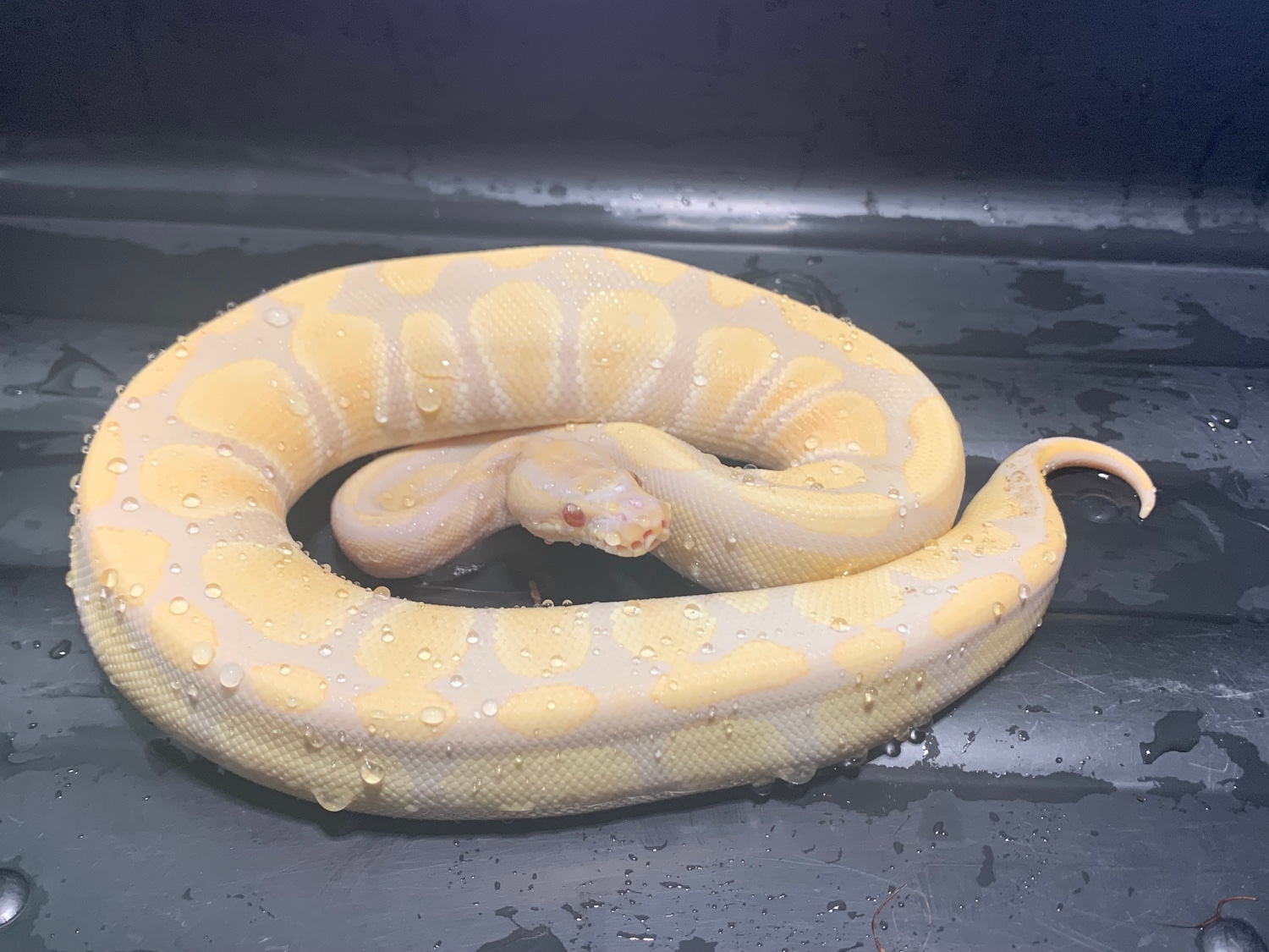 2024 1.3 group of Enchi Candy Pied makers