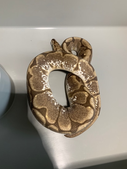 2021 1.0 Fire Spider Het Pied With Ringer Marks Ball Python by ...