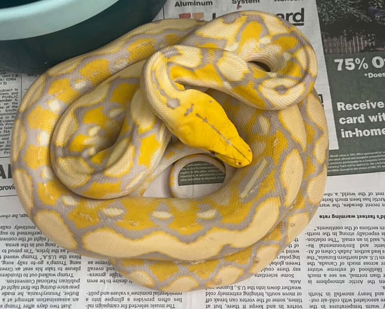 2024 0.1 Lavender Albino Reticulated Python by Disturbed Reptiles