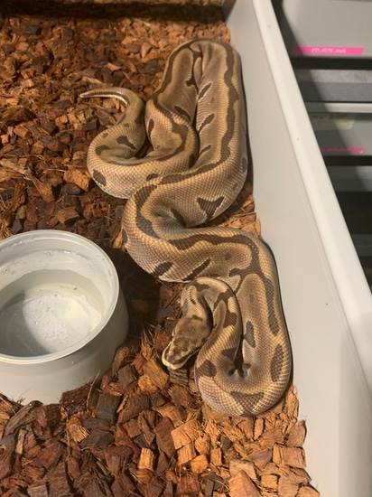 2019 0.1 Leopard Woma Ball Python by Disturbed Reptiles