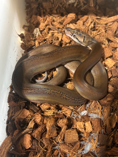 2025 1.0 Goldenchild Sunfire Het Pied And Purple Albino Reticulated ...