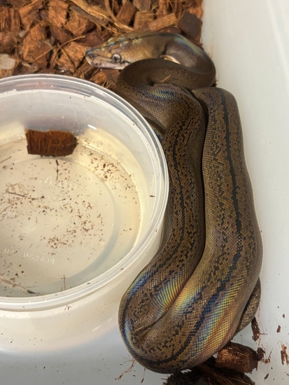 2025 1.0 Goldenchild Possibly Tiger Het Pied And Purple Albino ...