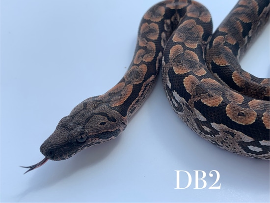 Dumerils Boa Dumeril's Boa by Diurnal Dreams reptile breeding programs ...