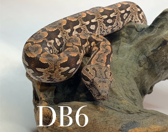 Dumerils Boa Dumeril's Boa by Diurnal Dreams reptile breeding programs ...