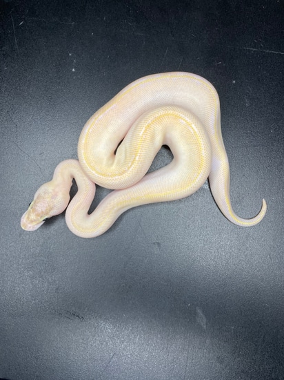 Ivory 66% Het Albino Ball Python by DCT Reptiles