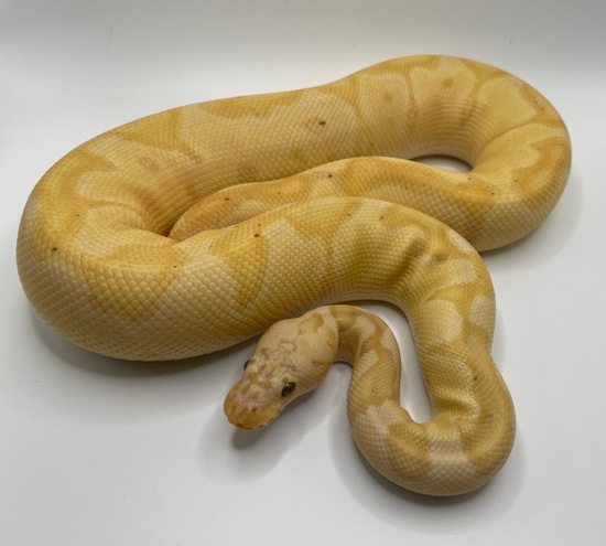 Clown Super Pastel Banana Ball Python by DCT Reptiles