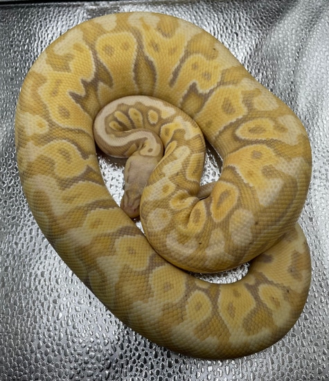 Banana Super Pastel 66% Het Clown Ball Python by DCT Reptiles