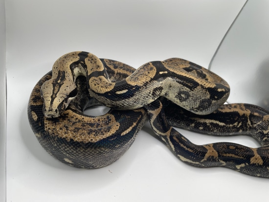 Peruvian Longicauda Boa Peruvian Long-Tailed Boa Constrictor by DCT ...