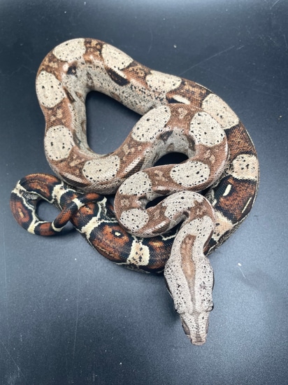 BCI Boa Female Boa Constrictor by DCT Reptiles