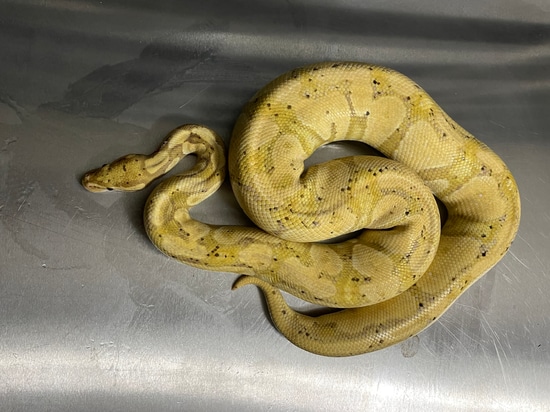 Banana Het Hypo Ball Python by DCT Reptiles