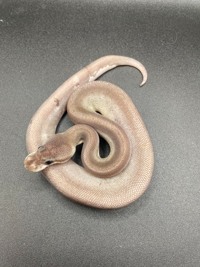 Urban Camo Pos Het Pied Ball Python by DCT Reptiles