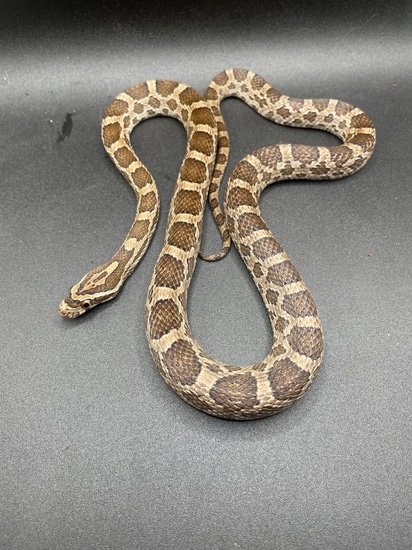 Emory Other Rat Snake by DCT Reptiles