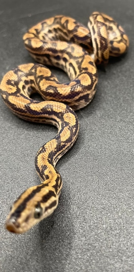 Columbian Rainbow Boa Colombian Rainbow Boa by DCT Reptiles