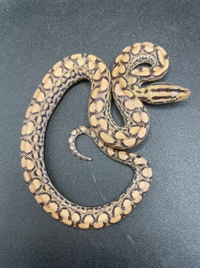 Columbian Rainbow Boa Colombian Rainbow Boa by DCT Reptiles