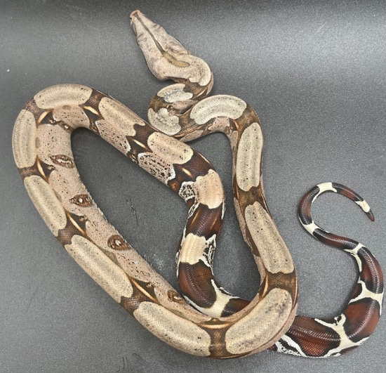 Suriname Red-Tail Boa Male True Red-Tailed Boa Constrictor by DCT Reptiles