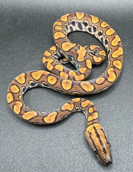 Brazilian Rainbow Brazilian Rainbow Boa by DCT Reptiles