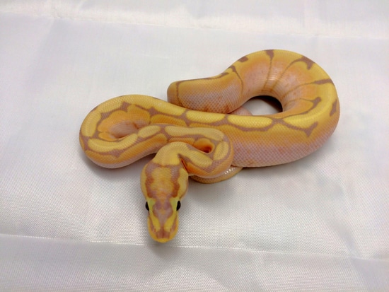 Banana Spider Ball Python by Southern Snakes