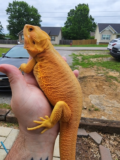 Hypo Trans High Color Witblit (SHIPPING INCLUDED) Central Bearded ...