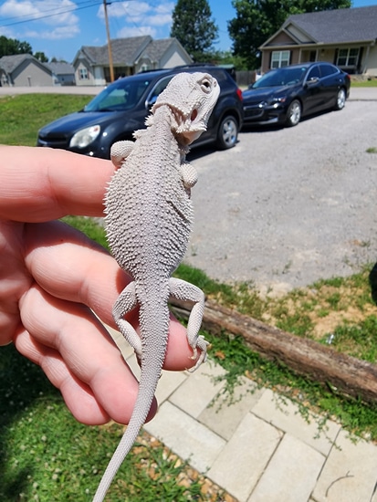 Hypo Zero LC Hybrid Central Bearded Dragon by Divine-Dragons