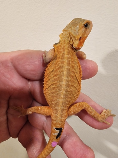 Hypo Translucent Tangerine Leatherback Tiger Central Bearded Dragon by Divine-Dragons