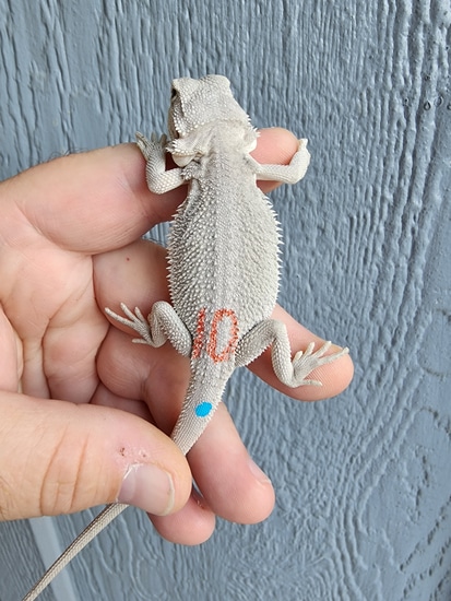 Hypo Zero Het Translucent Central Bearded Dragon by Divine-Dragons
