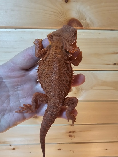 Hypo Translucent Red Monster Central Bearded Dragon by Divine-Dragons