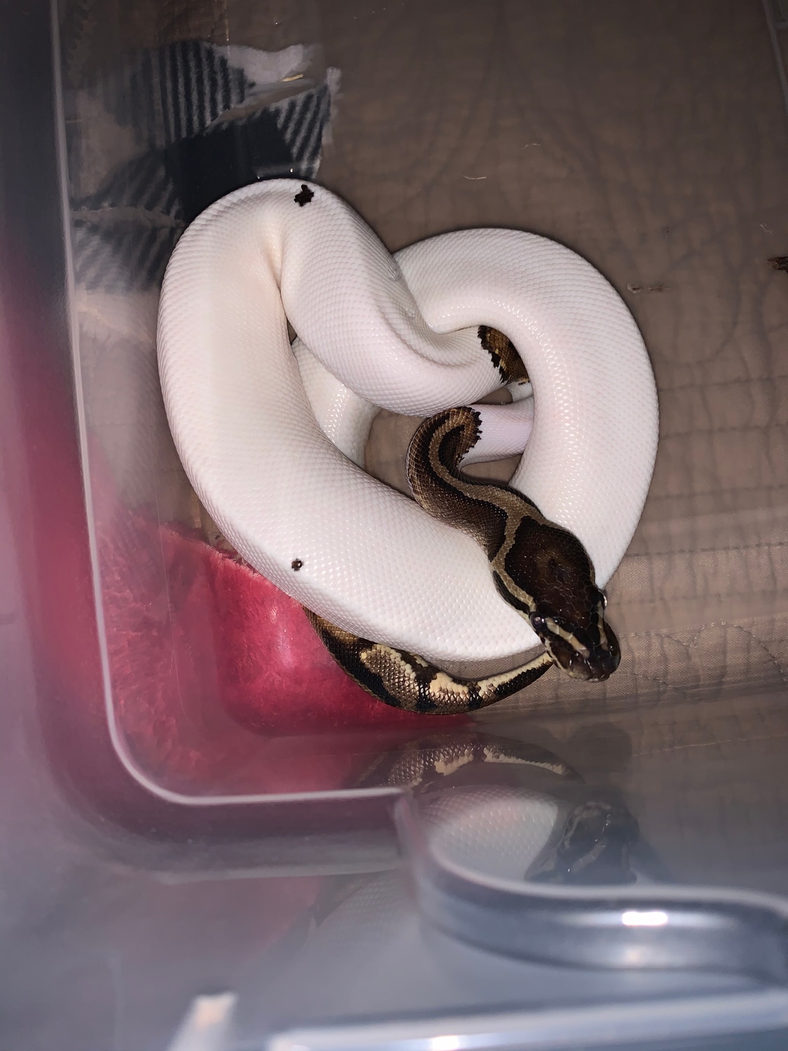 High White Pied Ball Python by Down South Reptiles - MorphMarket