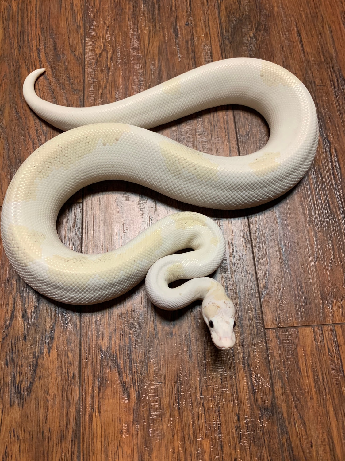 Super Fire Ball Python by Down South Reptiles - MorphMarket