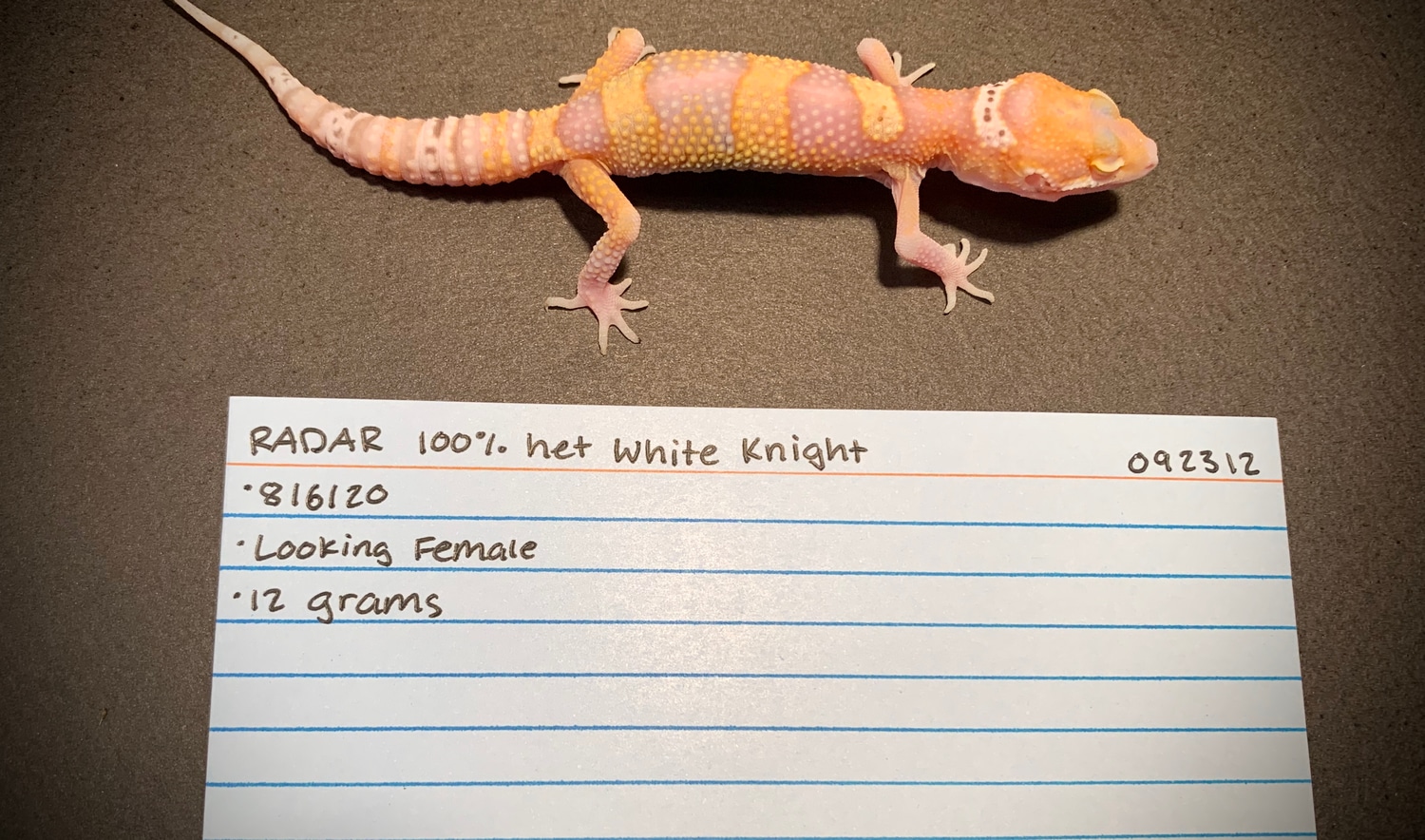 Radar Het White Knight Leopard Gecko by Down South Reptiles - MorphMarket