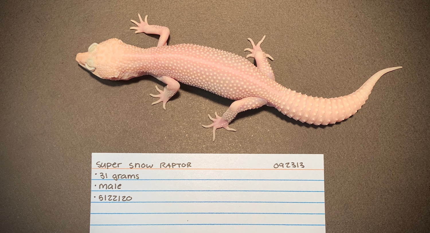 Super Snow Raptor Leopard Gecko by Down South Reptiles - MorphMarket