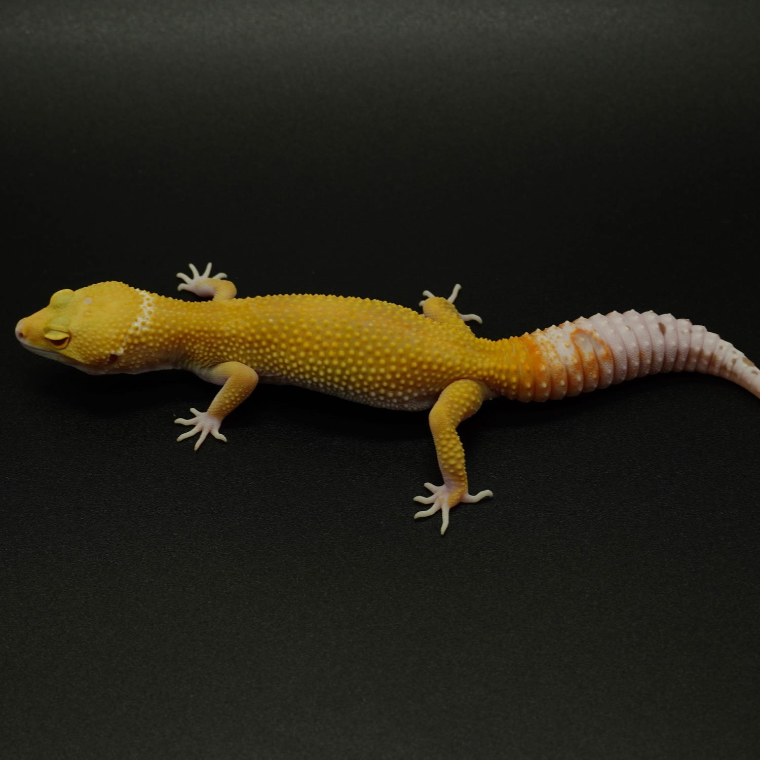 W&Y Sunglow Raptor Leopard Gecko by Down South Reptiles - MorphMarket