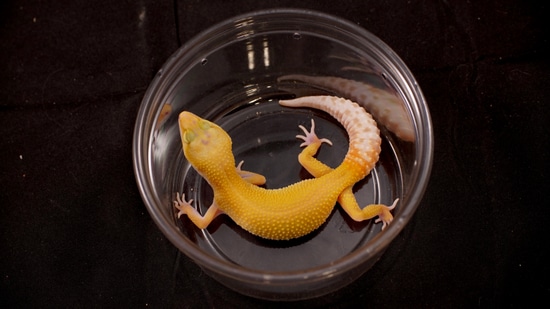 Sunglow Raptor Leopard Gecko by Down South Reptiles
