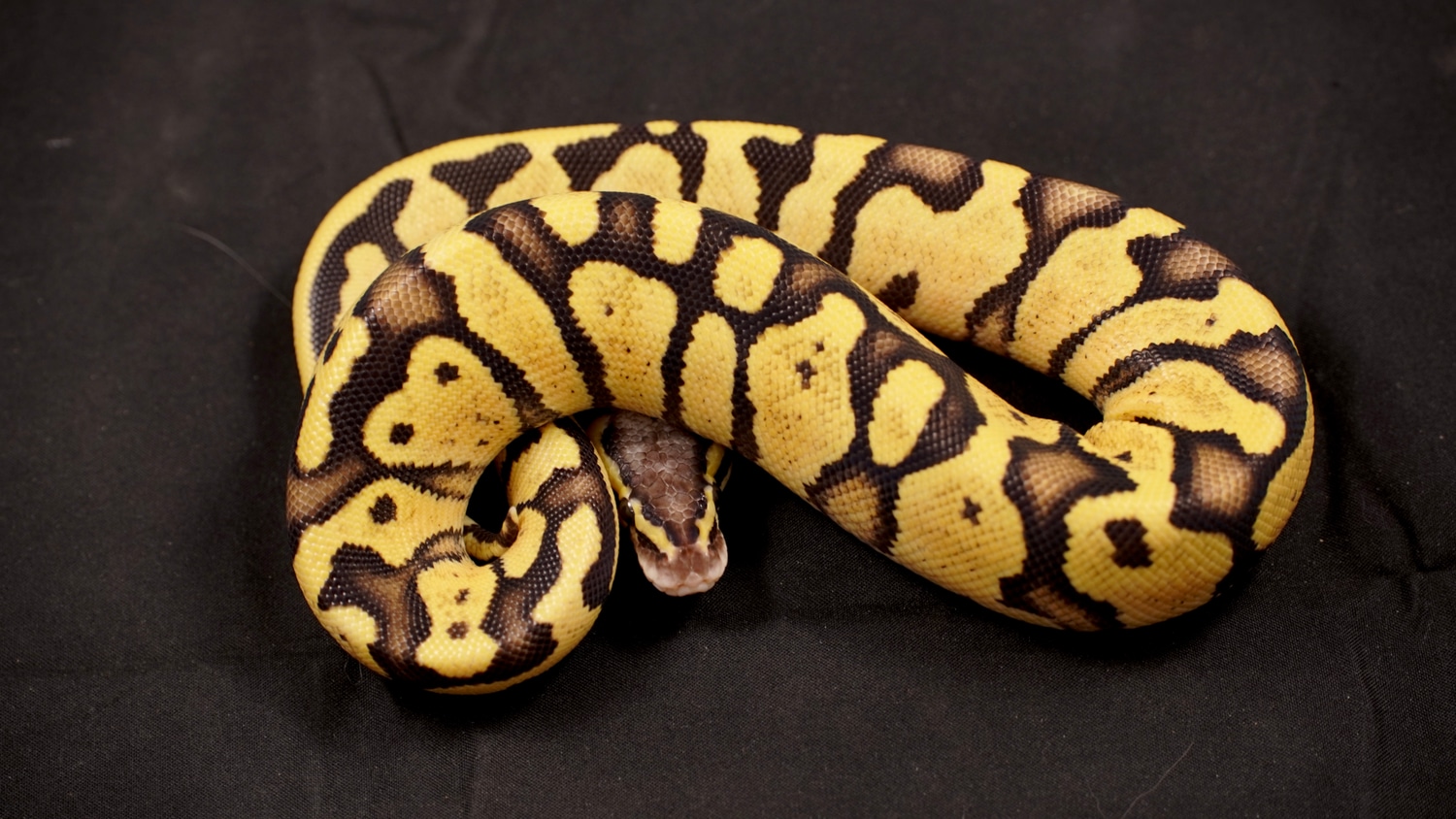 Firefly Pos Het Pied Ball Python by Down South Reptiles - MorphMarket
