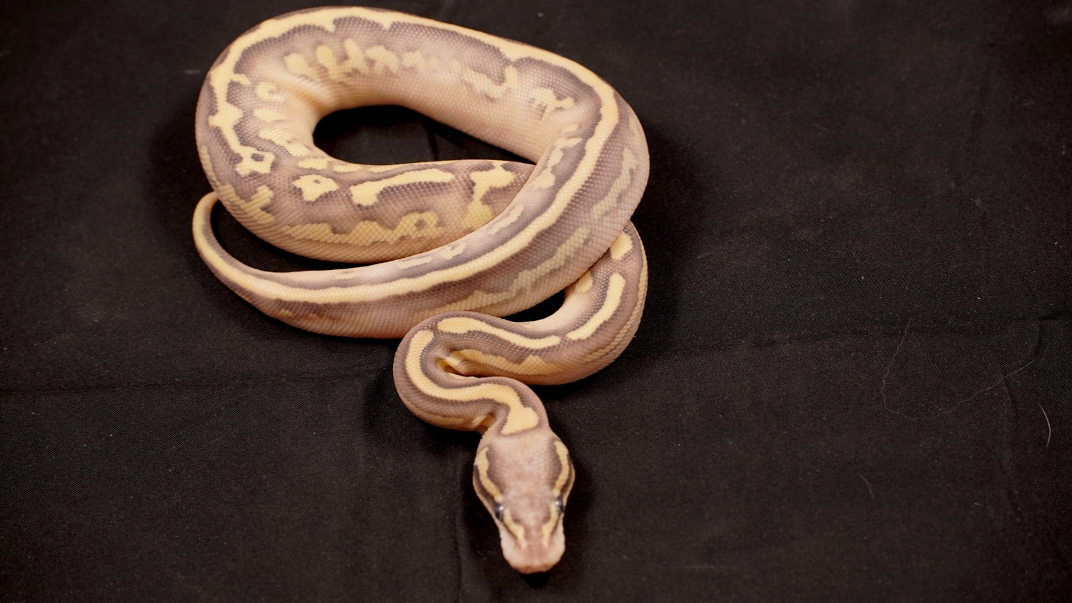 Butter Firefly YB Pos Het Pied Ball Python by Down South Reptiles ...