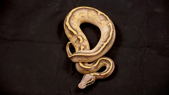 Butter Firefly YB Pos Het Pied Ball Python by Down South Reptiles