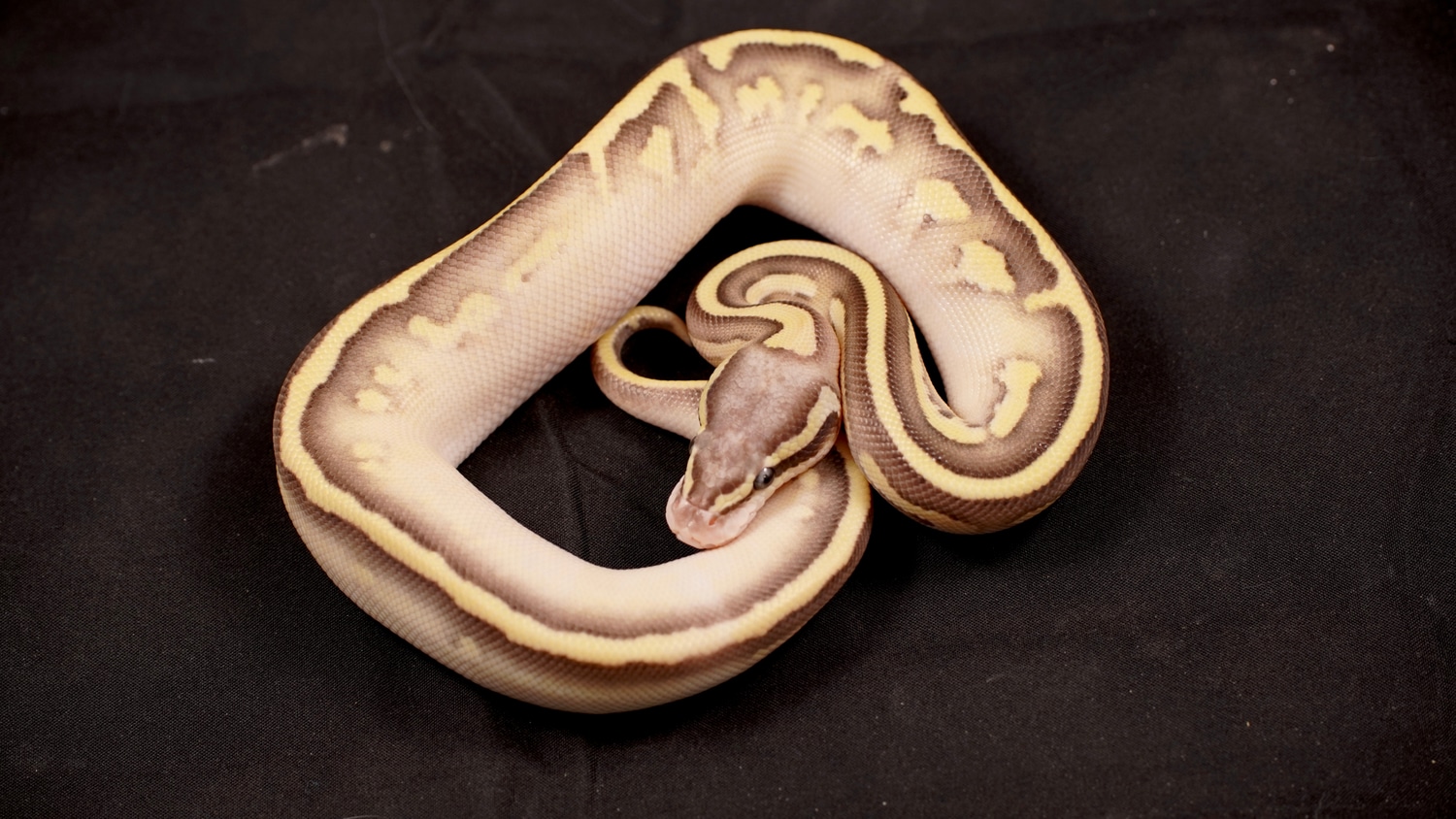 Butter Firefly YB Pos Het Pied Ball Python by Down South Reptiles ...