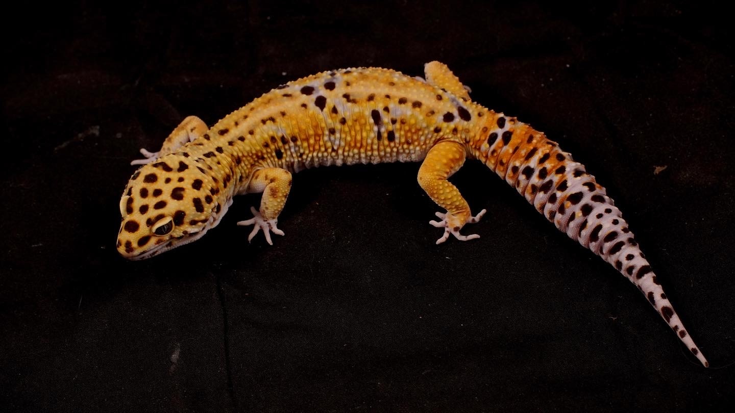 66% Firebold 33% Red Diamond Proven Breeder Male Leopard Gecko by Down ...