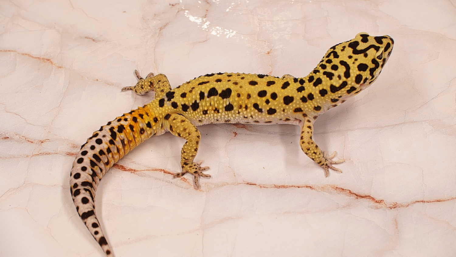 Clown Leopard Gecko by Down South Reptiles - MorphMarket