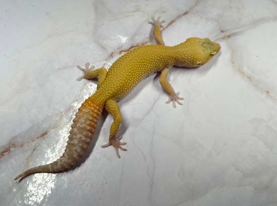 Sunglow Raptor Leopard Gecko by Down South Reptiles