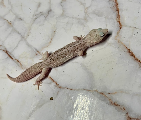 Super Galaxy Leopard Gecko by Down South Reptiles