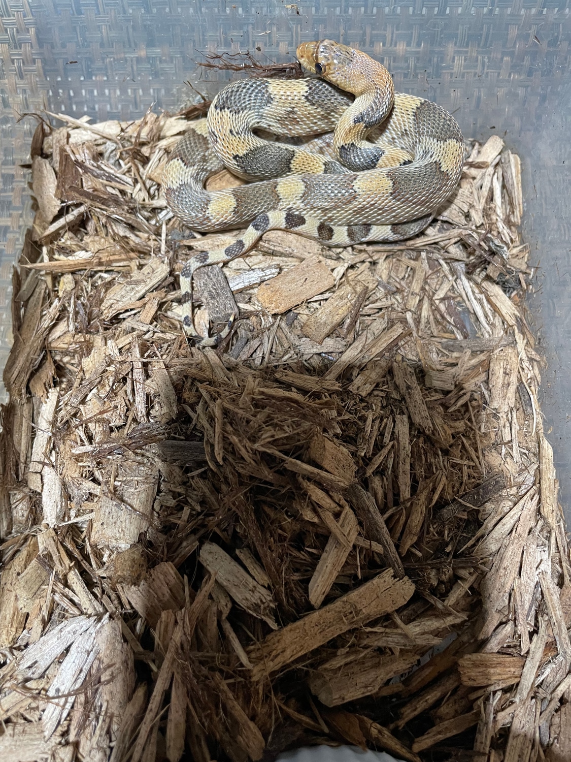 2021female Mexican Pine Snake by Dixie Reptiles - MorphMarket