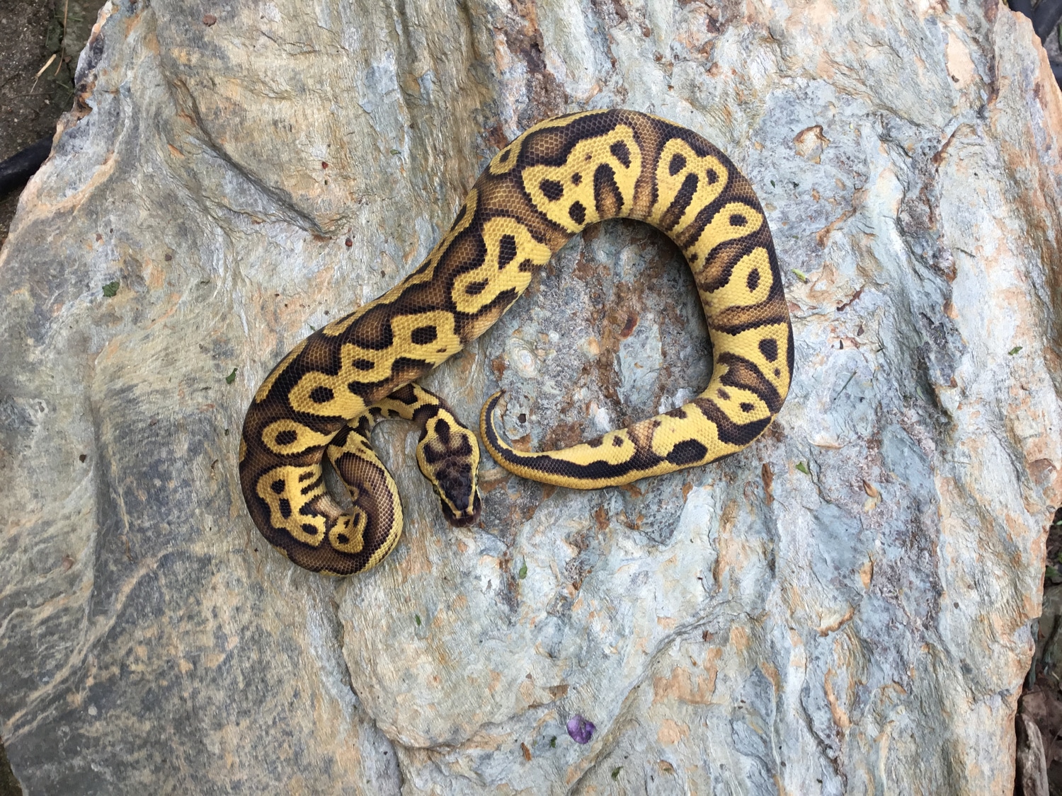 Pastel Enchi Leopard Yellow Belly Ball Python by Dixie Reptiles ...
