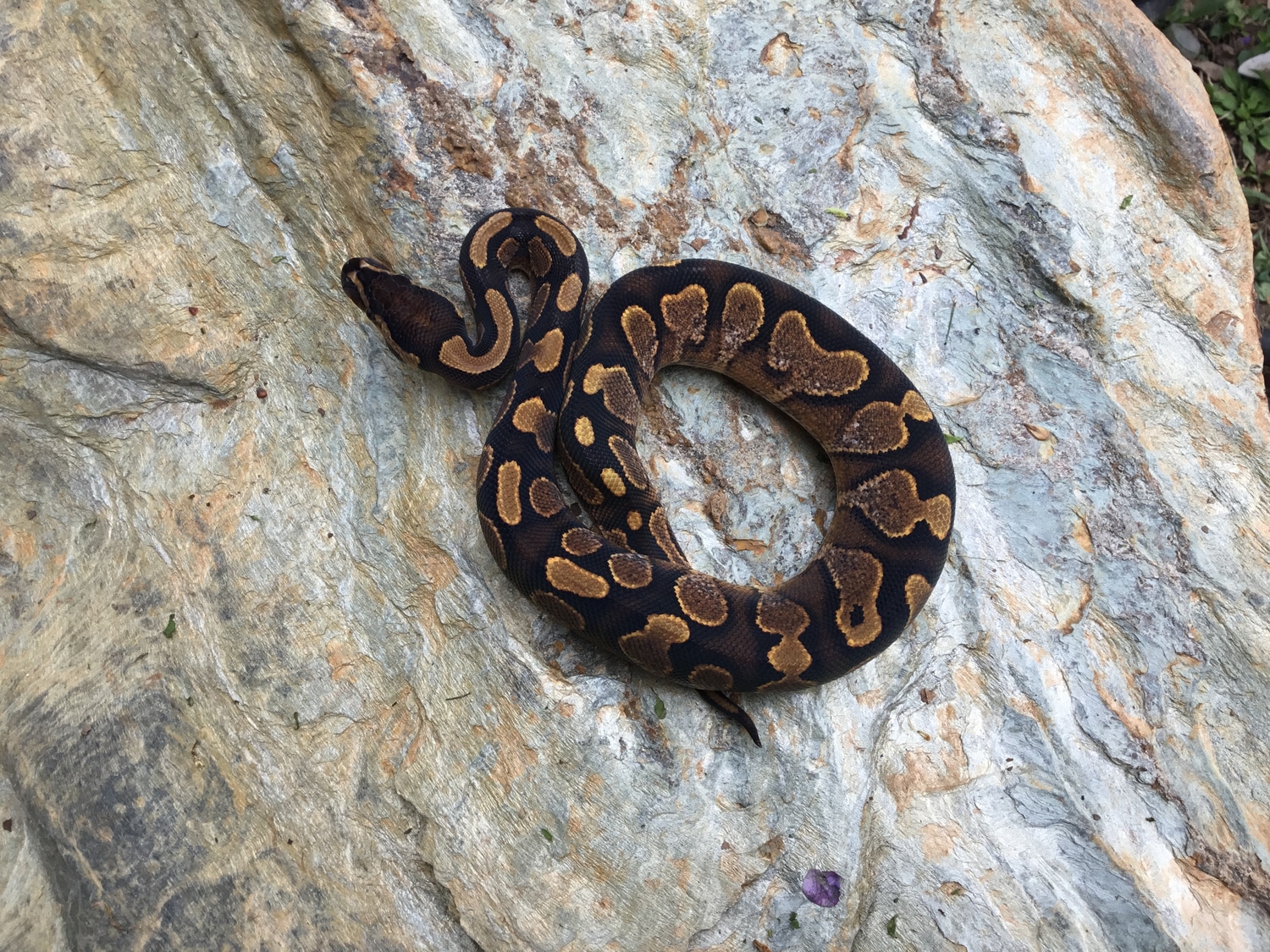 Calico Yellow Belly Ball Python by Dixie Reptiles - MorphMarket