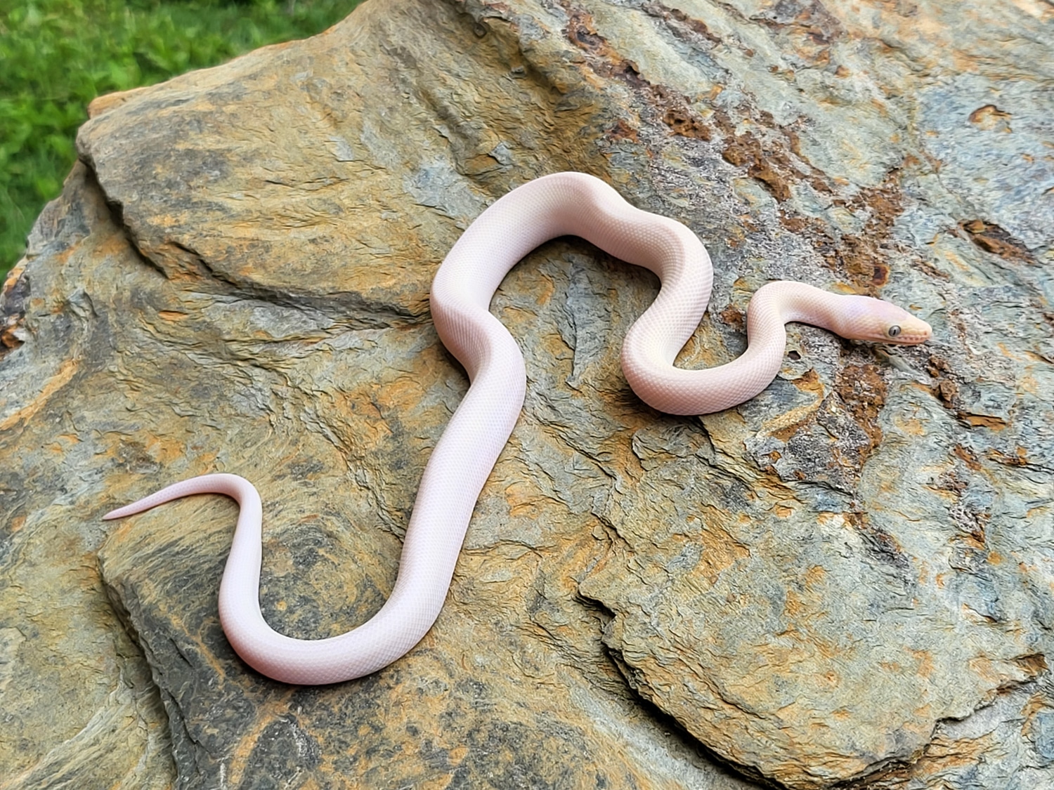 Leucistic Columbian Rainbow Boa Colombian Rainbow Boa by Dixie Reptiles ...