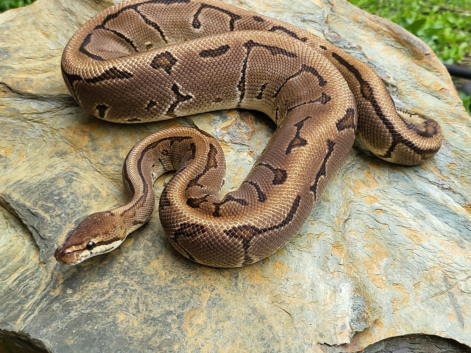 Leopard Pinstripe Ball Python by Dixie Reptiles - MorphMarket