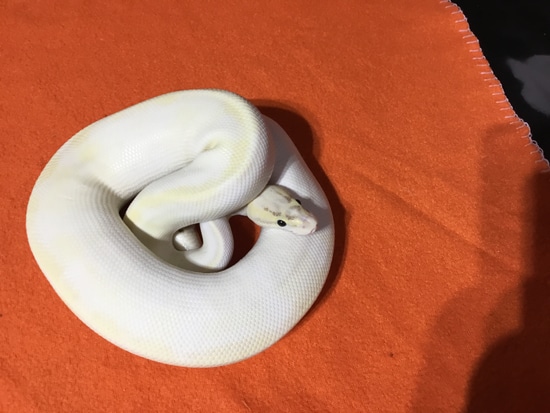 Enchi Fire Ivory Ball Python by Dixie Reptiles