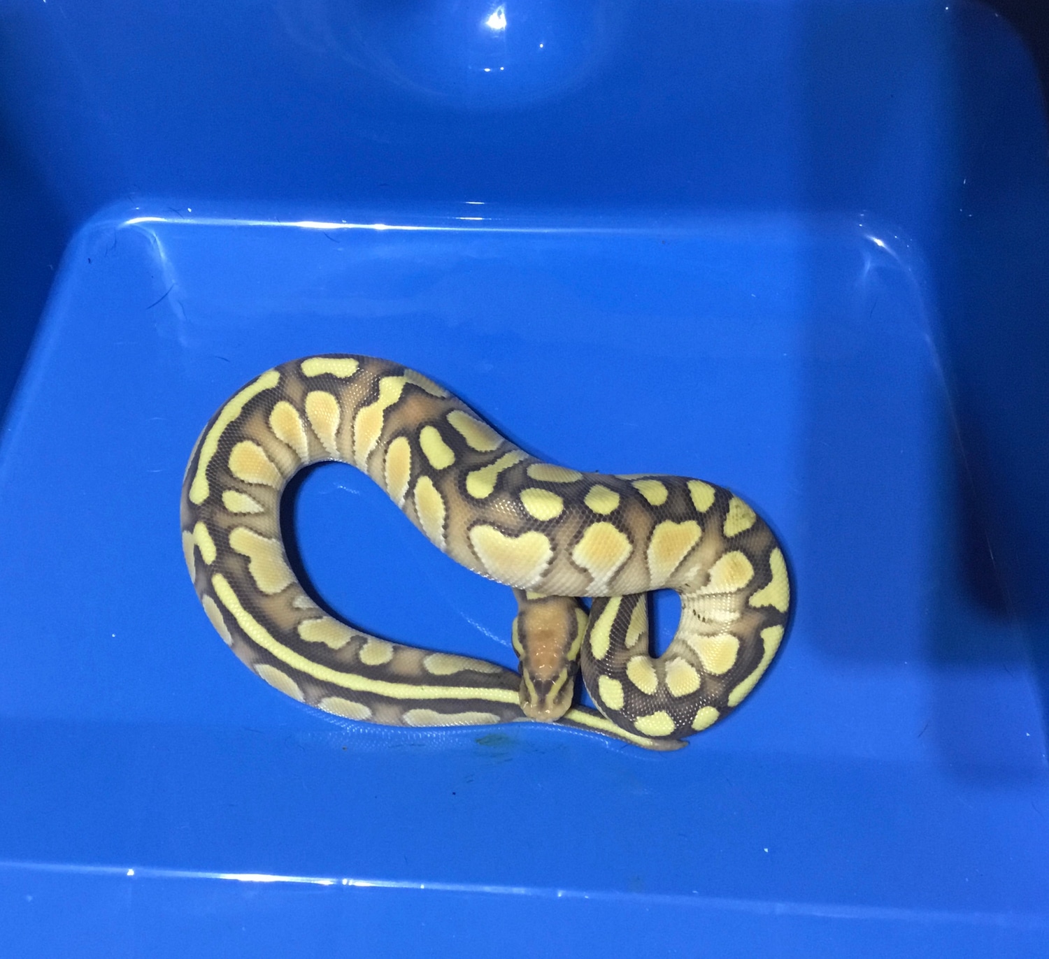 Orange Dream Butter Ball Python by Dixie Reptiles - MorphMarket