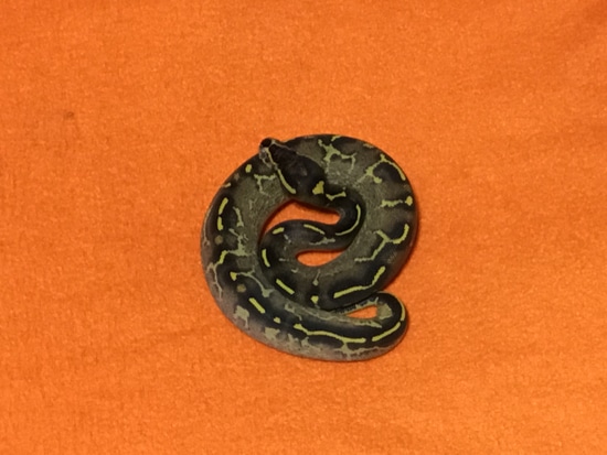 Freeway Female Ball Python by Dixie Reptiles