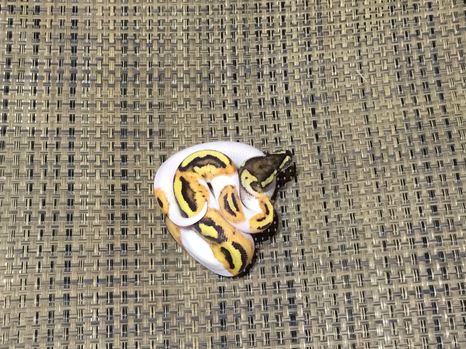 Gene X Fire Pied Ball Python by Dixie Reptiles - MorphMarket